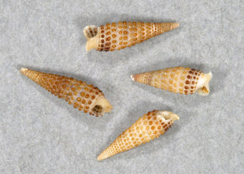 中腹足目 Mesogastropoda 蓝色动物学（中国动物学科普）